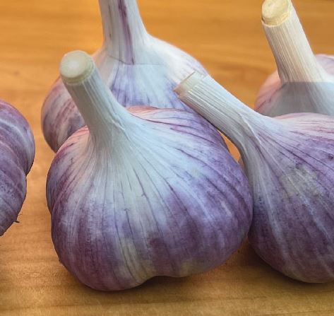 Our Garlic